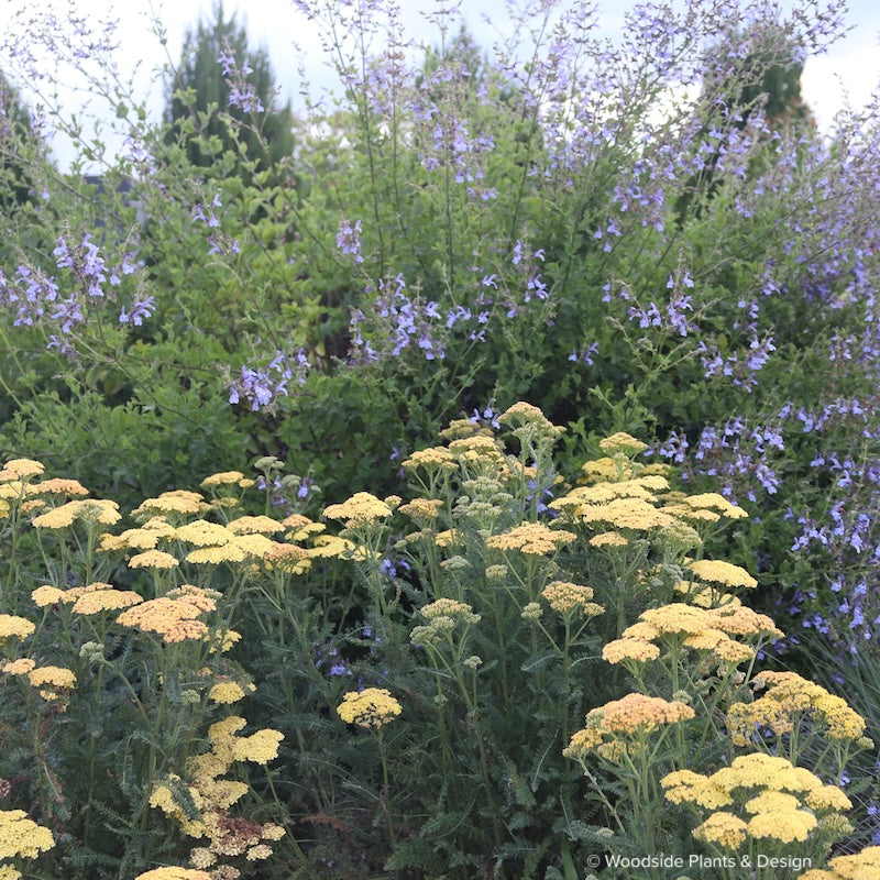 Achillea 'Burnt Saffron' – Woodside Plants and Design