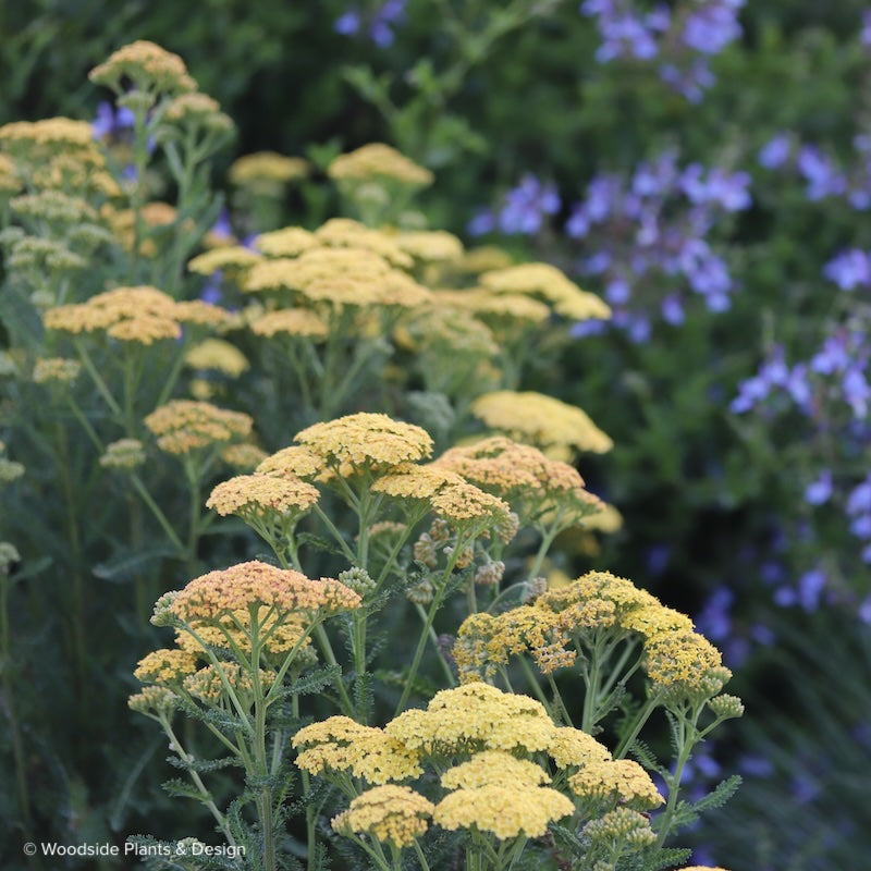 Achillea 'Burnt Saffron' – Woodside Plants and Design
