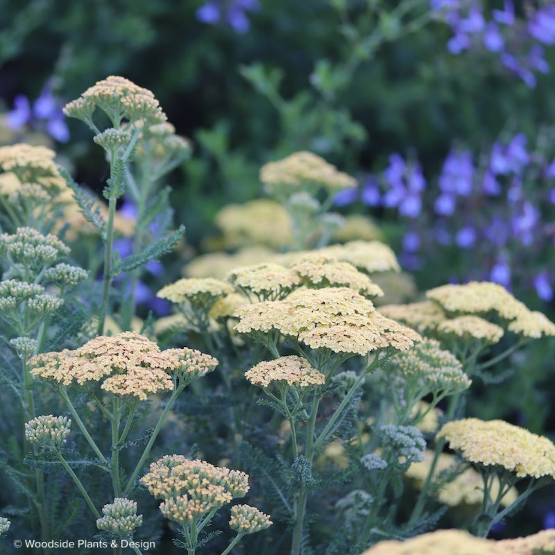 Achillea 'Burnt Saffron' – Woodside Plants and Design