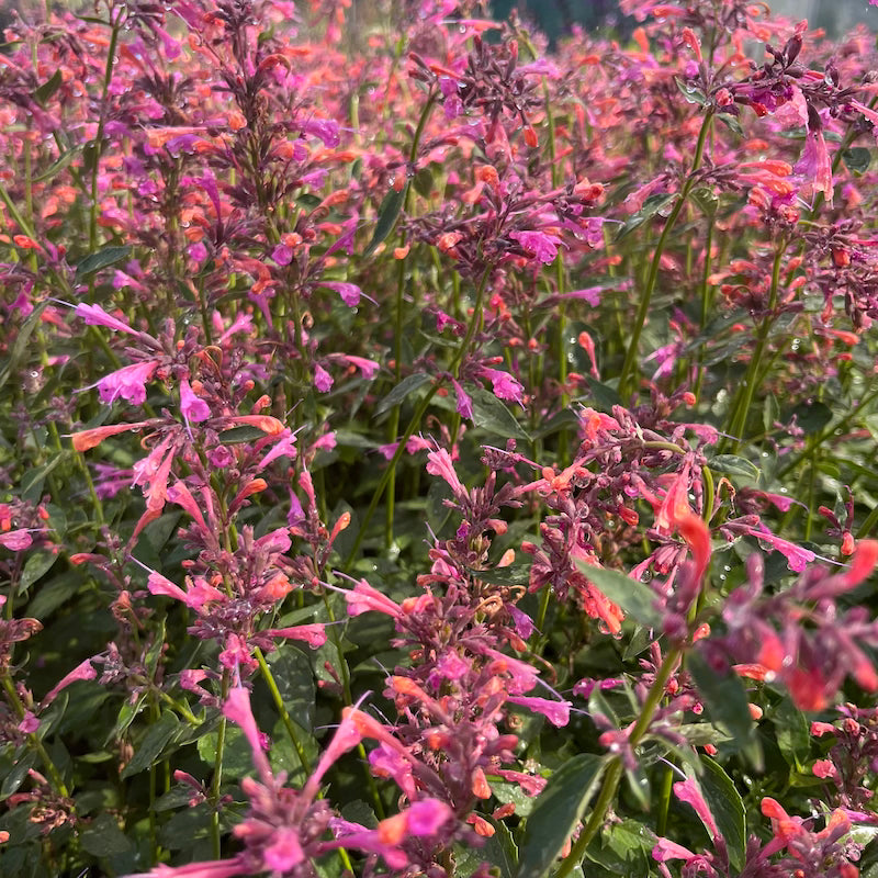 Agastache 'Salmon Pink' – Woodside Plants and Design