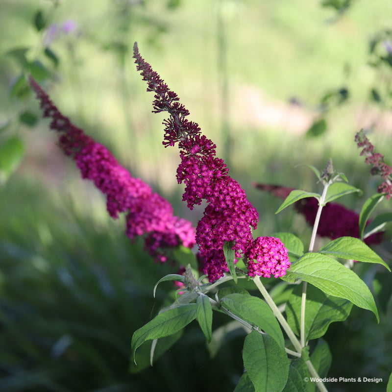Buddleja CranRazz – Woodside Plants and Design