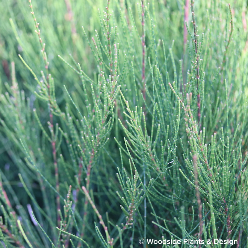 Casuarina 'Green Wave' – Woodside Plants and Design
