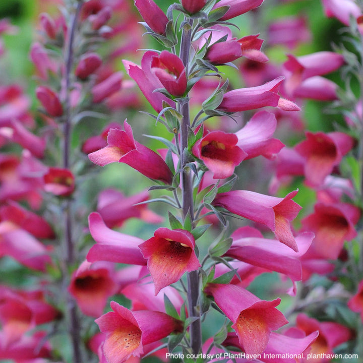 Digitalis x valinii 'Illumination® Raspberry' – Woodside Plants and Design