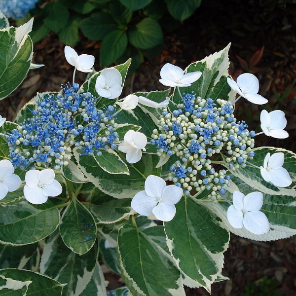 Hydrangea macrophylla 'Maculata' – Woodside Plants and Design