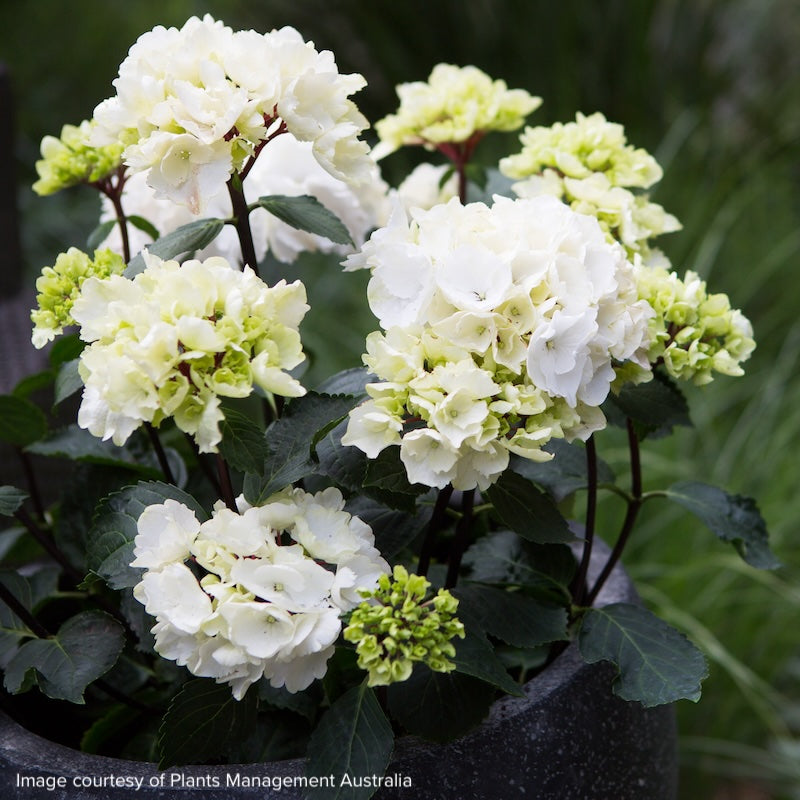 Hydrangea macrophylla 'White Knight' – Woodside Plants and Design