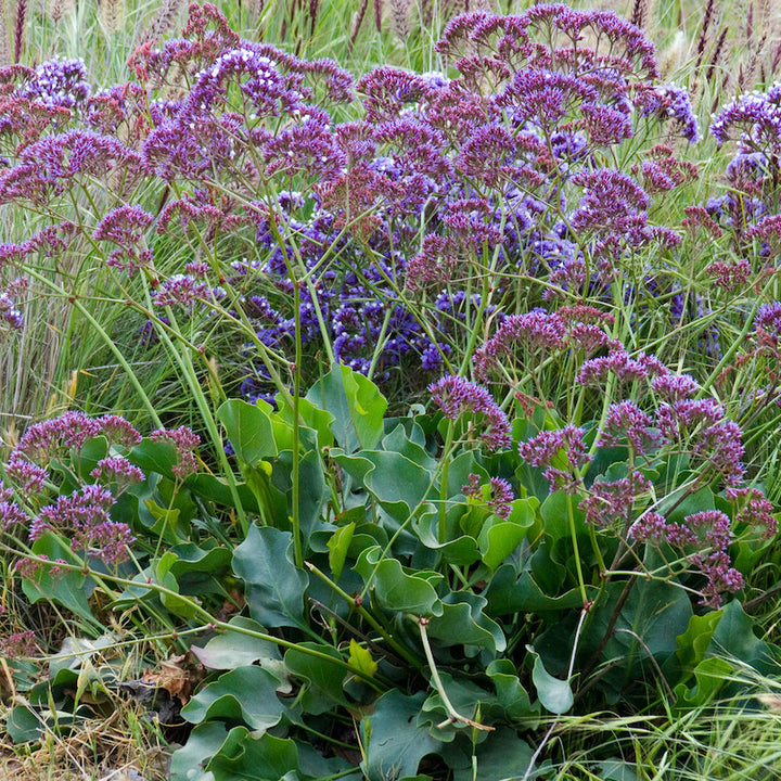 Limonium perezii – Woodside Plants and Design