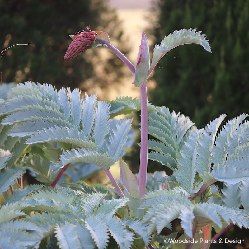 Melianthus major – Woodside Plants and Design
