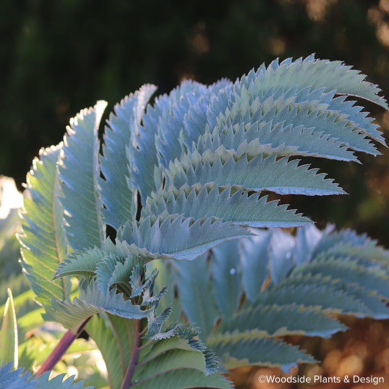 Melianthus major – Woodside Plants and Design