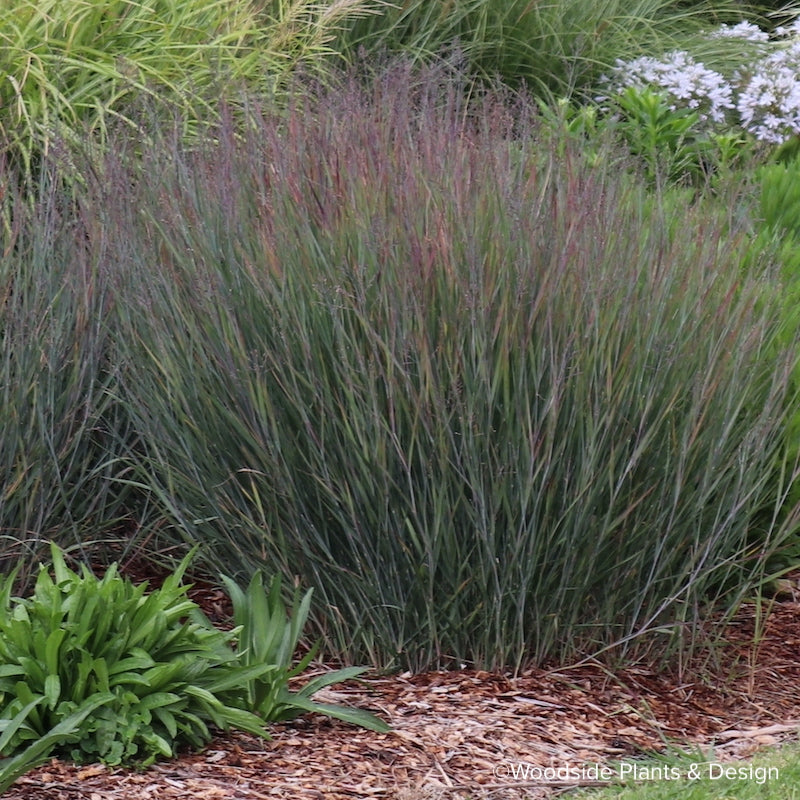 Panicum 'Blue Steel' – Woodside Plants and Design