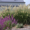 Pennisetum alopecuroides Nafray® – Woodside Plants and Design