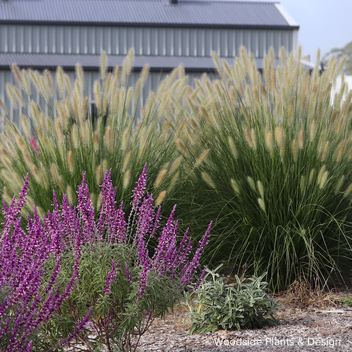 Pennisetum alopecuroides Nafray® – Woodside Plants and Design