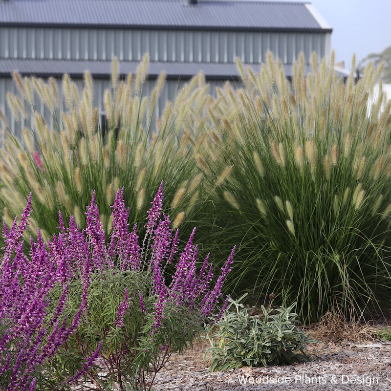 Pennisetum alopecuroides Nafray® – Woodside Plants and Design