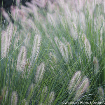 Pennisetum alopecuroides Nafray® – Woodside Plants and Design