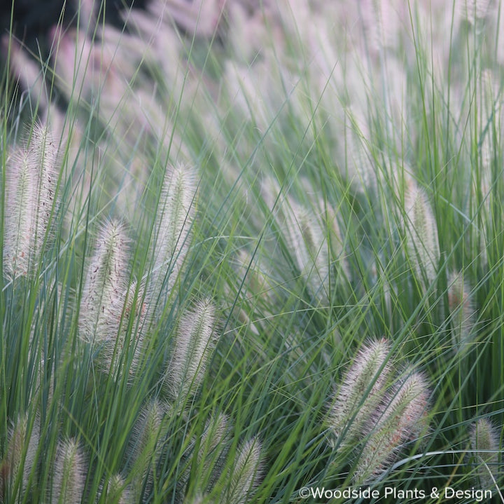 Pennisetum alopecuroides Nafray® – Woodside Plants and Design
