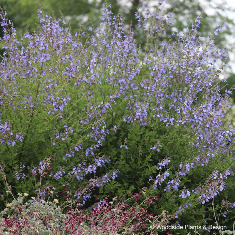 Salvia 'African Sky' – Woodside Plants and Design