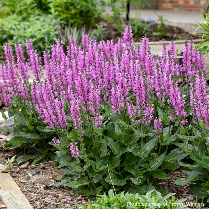 Salvia 'Back to the Fuchsia' – Woodside Plants and Design