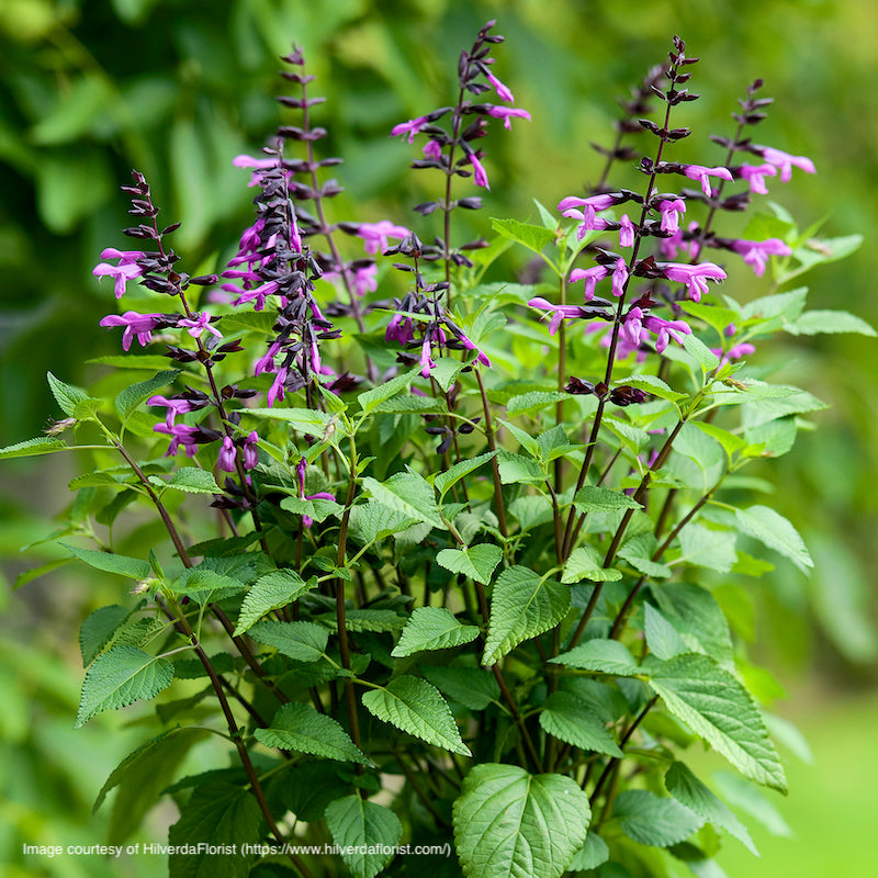 Salvia 'Lake Tahoe' (Salgoon Series) – Woodside Plants and Design