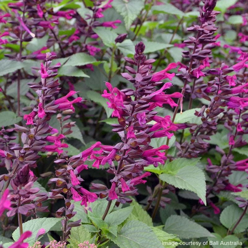 Salvia 'Plum Crazy' – Woodside Plants and Design