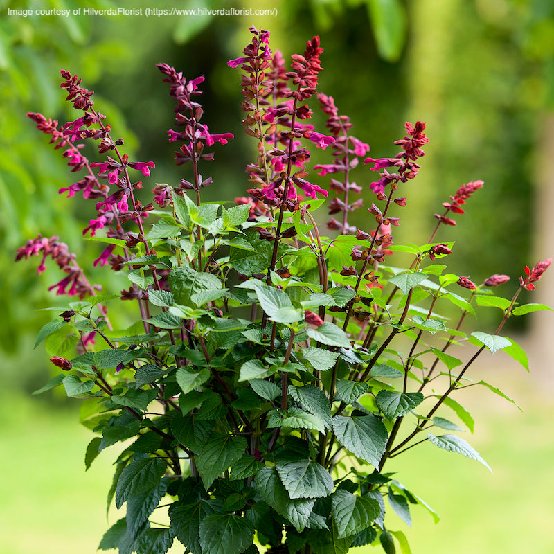 Salvia 'Strawberry Lake' (Salgoon Series) – Woodside Plants and Design