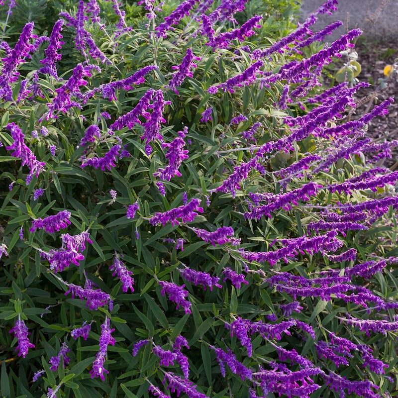 Salvia leucanthe 'Harry's Red' – Woodside Plants and Design