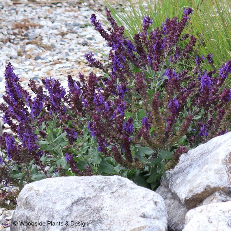 Salvia nemorosa 'Giovanni' – Woodside Plants and Design