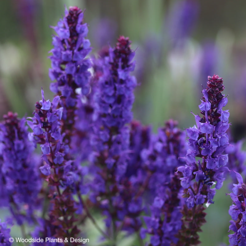 Salvia nemorosa 'Giovanni' – Woodside Plants and Design