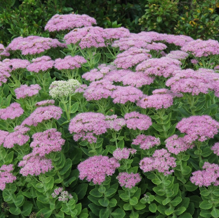 Sedum spectabile 'September Glow' (Septemberglut) – Woodside Plants and ...