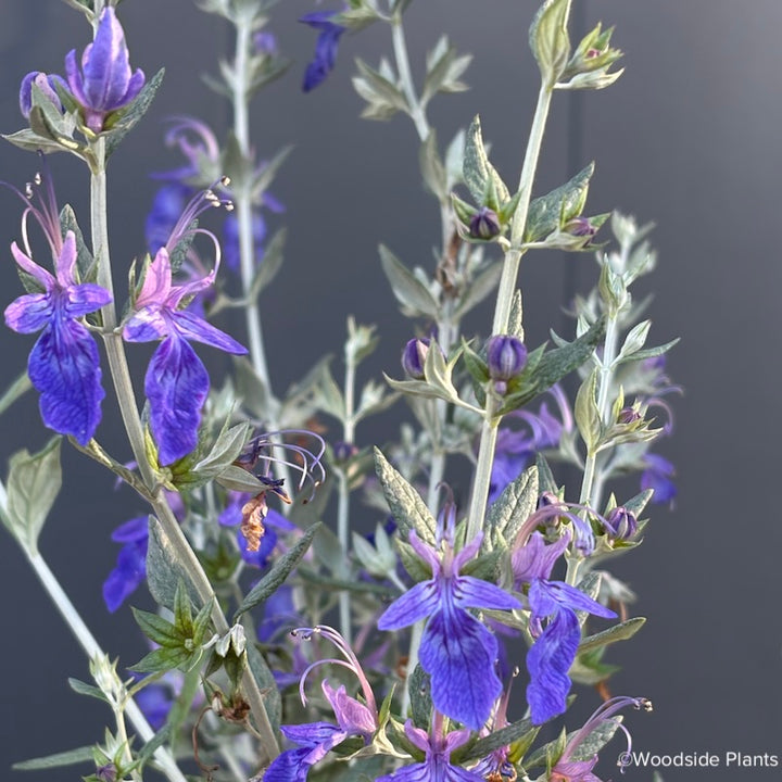 Teucrium fruticans 'Indigo Angel' – Woodside Plants and Design