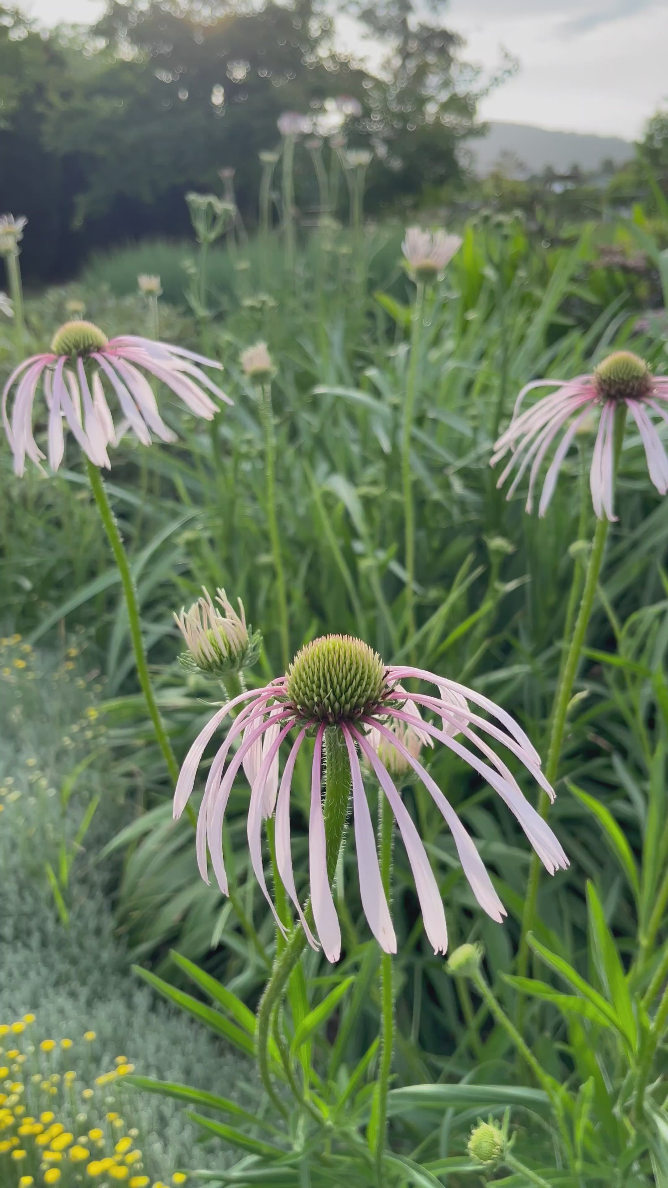 Echinacea pallida 'Hula Dancer' – Woodside Plants and Design