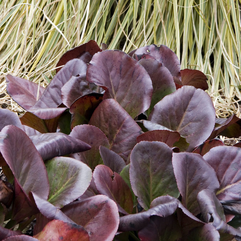 Bergenia 'Eden's Dark Margin'