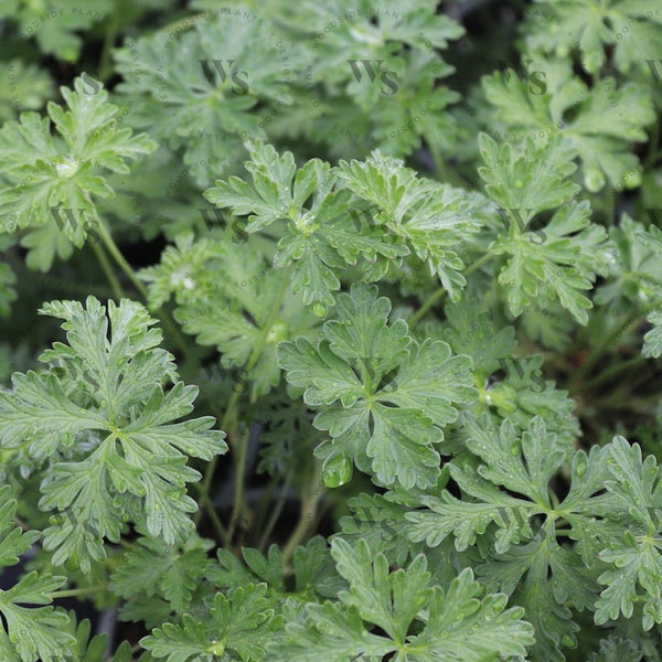 Geranium 'Silver Cloak'